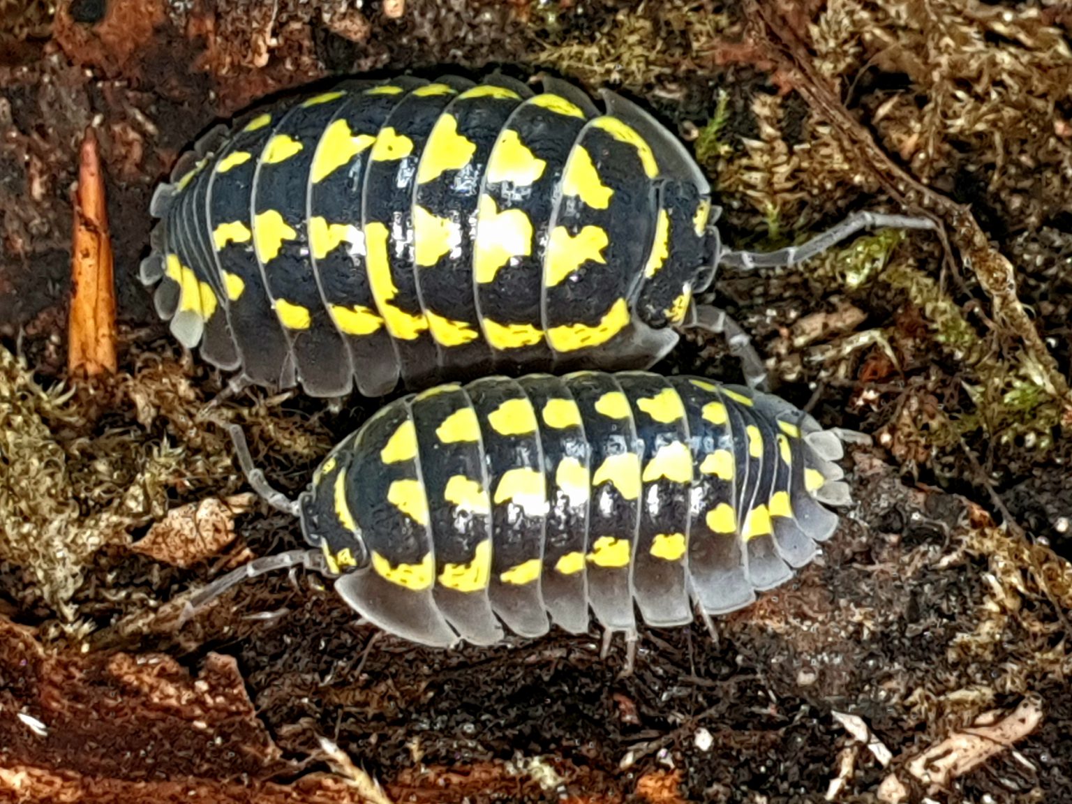 Spirostreptus sp.1 – De Pissebeddenwinkel